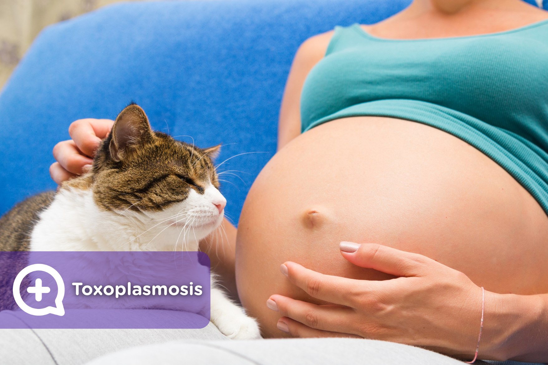 Así Es Como Debes Evitar La Toxoplasmosis Mediquo
